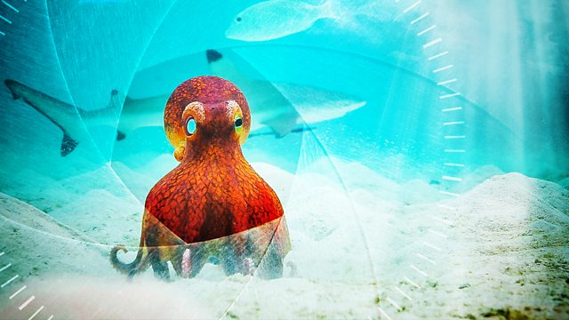 BBC One - Spy in the Ocean