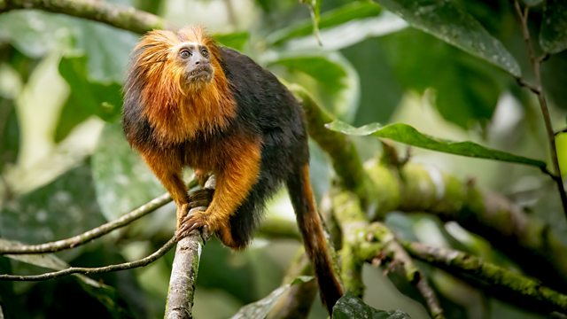 BBC Two - Big Little Journeys - Big Little Journeys: Meet the animals
