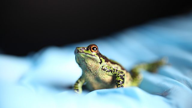 BBC One - Planet Earth III - Why frogs are so important