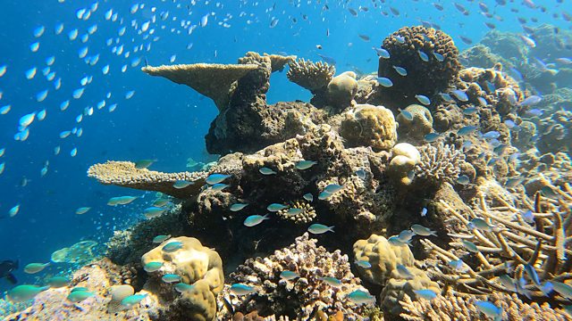 BBC One - Planet Earth III