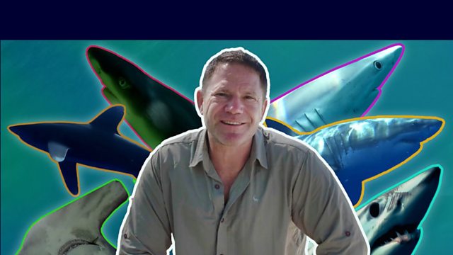 Deadly Mission Shark – Science Live Lesson - Deadly Mission Shark ...