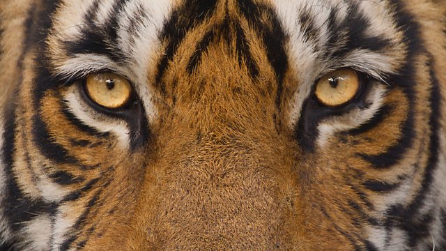 BBC One - Mammals, Mammals begins 7pm 31 March 2024 on BBC One and iPlayer