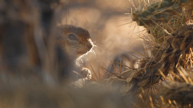 BBC One - Mammals