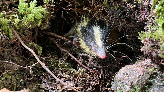 BBC One - Mammals - 25 years studying a remarkable mammal - the star ...