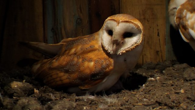 BBC Two - Springwatch