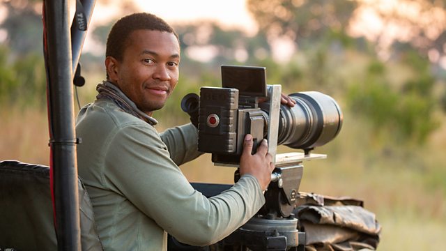 BBC Two - Big Cats 24/7 - Anna Dimitriadis