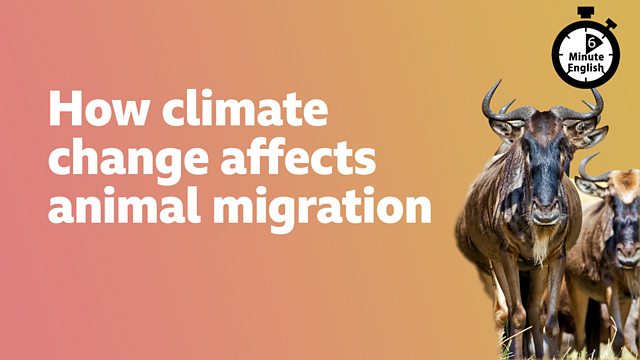 BBC - How climate change affects animal migration