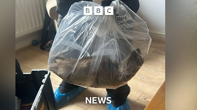 BBC Radio 4 - PM, 'An absolute monster': Giant 22-inch rat found