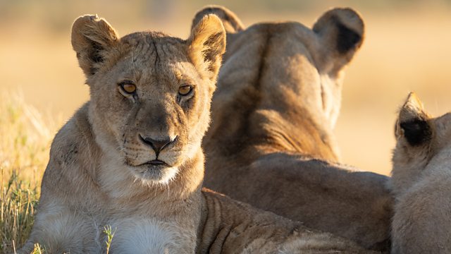 BBC Two - Big Cats 24/7