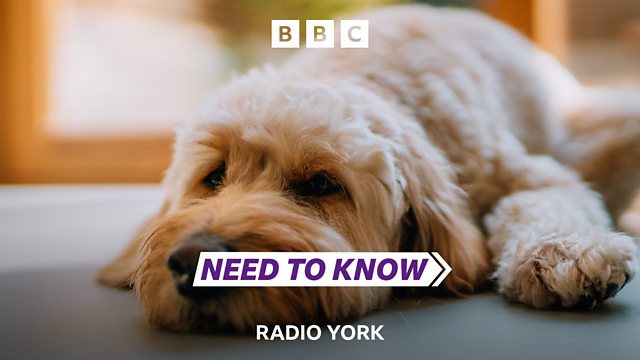 BBC Radio York - Need To Know North Yorkshire, How to keep animals cool ...