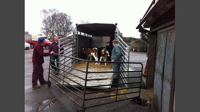 BBC Radio 4 - Open Country, Chelford Cattle Market