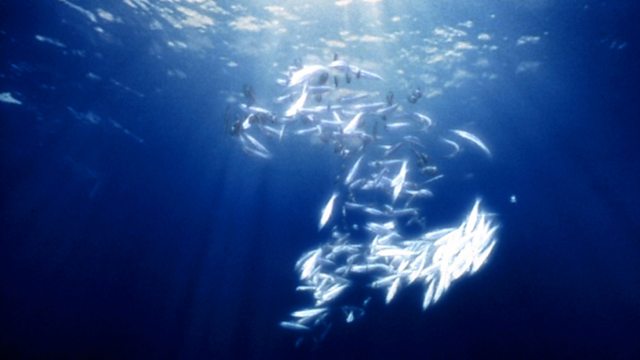 BBC Two - Celebrating 50 Years of BBC Two - A Brief History of BBC Two