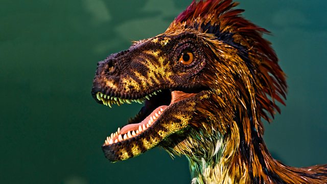 BBC Radio 4 - Natural Histories, Giant Squid, Archie the female giant squid