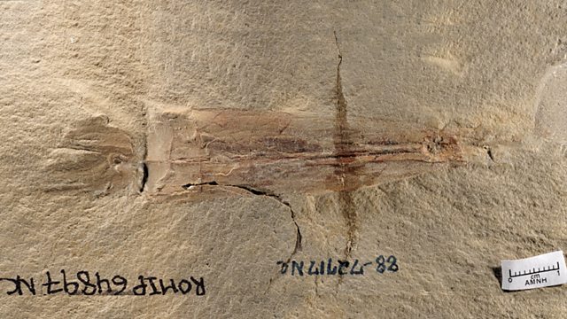 BBC Radio 4 - BBC Inside Science - Galleries