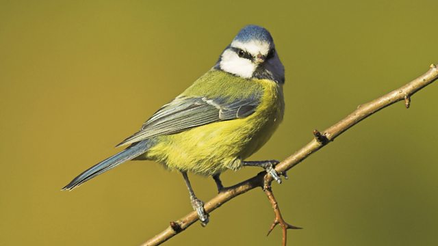 BBC Radio 4 - Tweet of the Day - Britain's National Bird