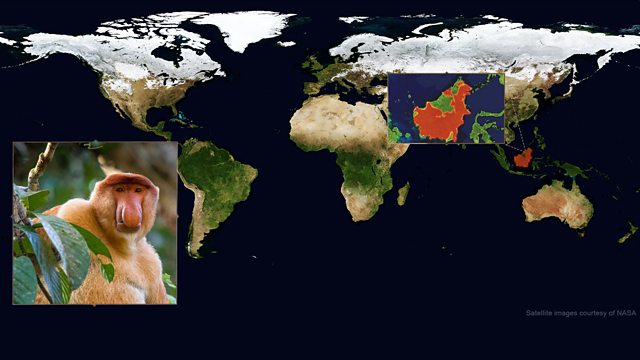 BBC One - Monkey Planet - Proboscis monkey