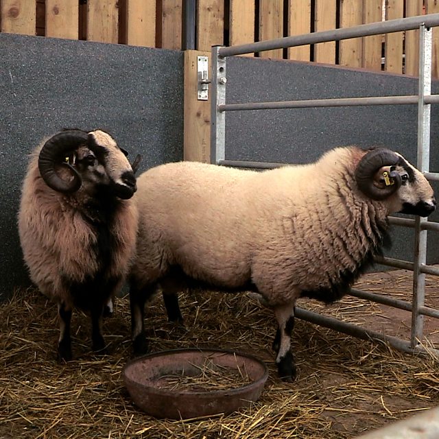 BBC Two - Lambing Live - The Dykes' farm