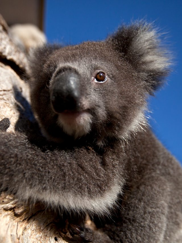 BBC One - Nature's Miracle Orphans, Series 1 - Danny the koala