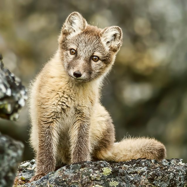 BBC Four - The Wonder of Animals - Wonder facts: Foxes