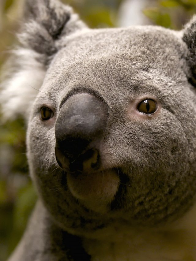 BBC One - Super Cute Animals - Koala