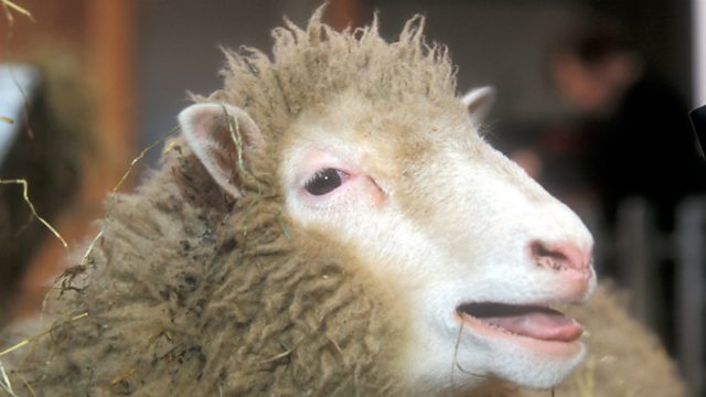 BBC Radio 5 Live - 5 live Daily - 'I was there': Dolly the Sheep ...