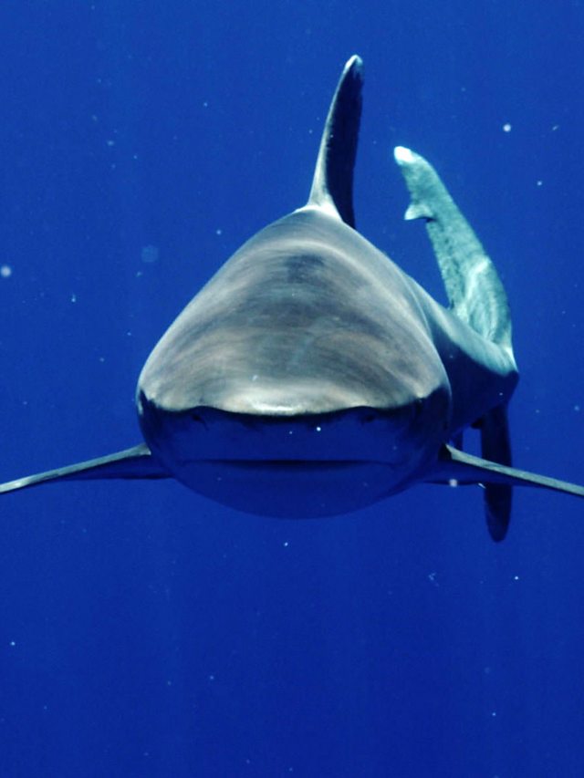 BBC One - Shark - Oceanic whitetip shark