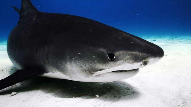 BBC One - Shark - Frilled shark