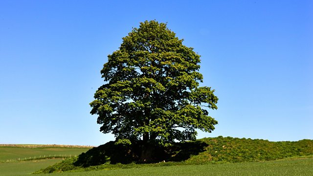 BBC Arts - Get Creative - Second nature: how to take the best wildlife ...
