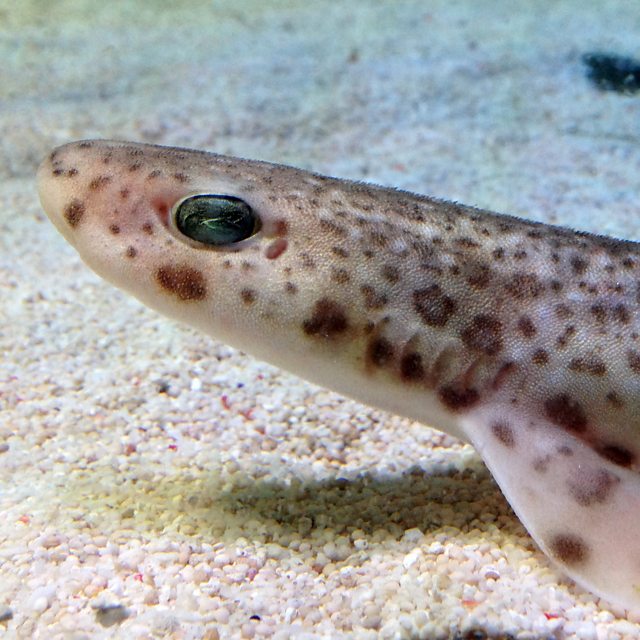 BBC One - Big Blue UK - Lesser-spotted dogfish