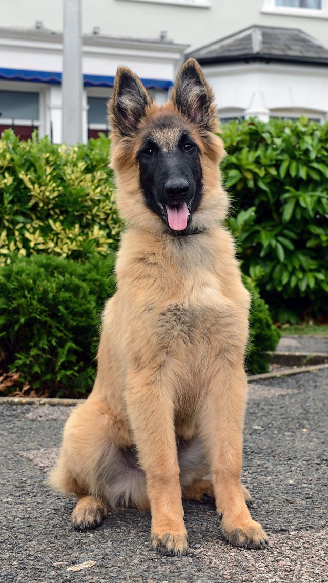 BBC Blogs - EastEnders News & Spoilers - Introducing... Wellard 2!