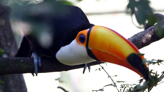 Plant and animal adaptations - Tropical rainforests - AQA - GCSE ...