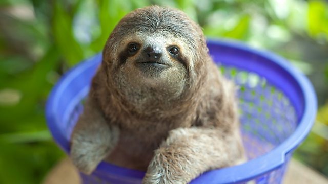 BBC Radio 4 - The Power of..., The Power of Sloth - Why we should all ...