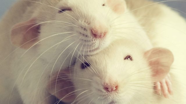 BBC Radio 4 - Radio 4 in Four - Eleven pawsome facts about dogs