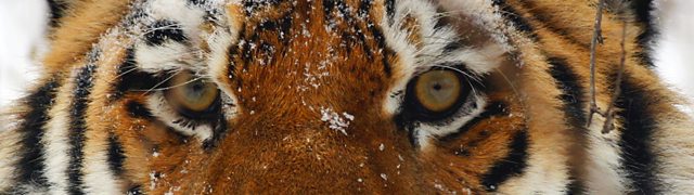BBC Two - Operation Snow Tiger