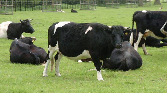 Bbc Radio 4 Radio 4 In Four Nine Udderly Fascinating Facts About Cows