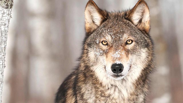 BBC Scotland - BBC Scotland - The controversial plan to bring wolves ...