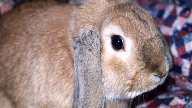 BBC Two - Trust Me, I'm a Vet, Series 1, Episode 2 - Rabbit stress