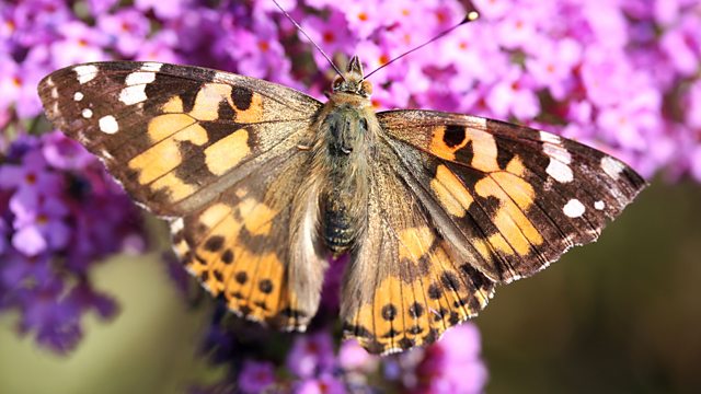 BBC Radio 4 - Radio 4 in Four - 15 wild words to describe the natural world