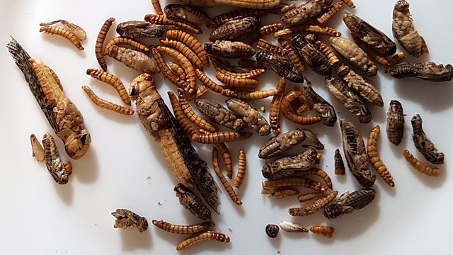 BBC Scotland - BBC Scotland - The centuries-old journey to harvest a ...