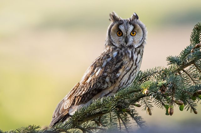 BBC Blogs - Springwatch - Barn owls - the nation's most loved owl?