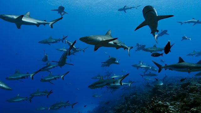 BBC One - Blue Planet II - Diving with groupers and sharks
