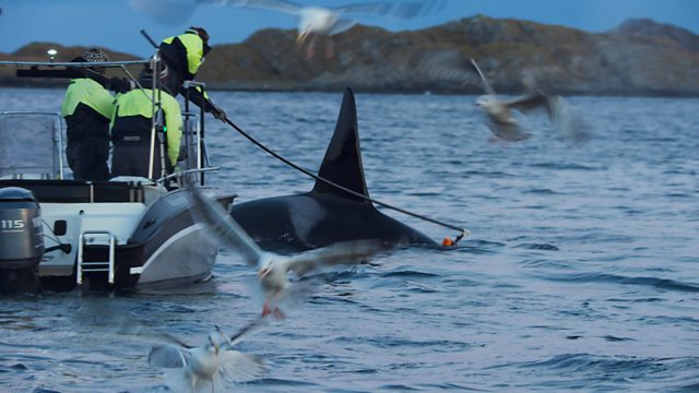 BBC One - Blue Planet II - Using new technology for studying orca