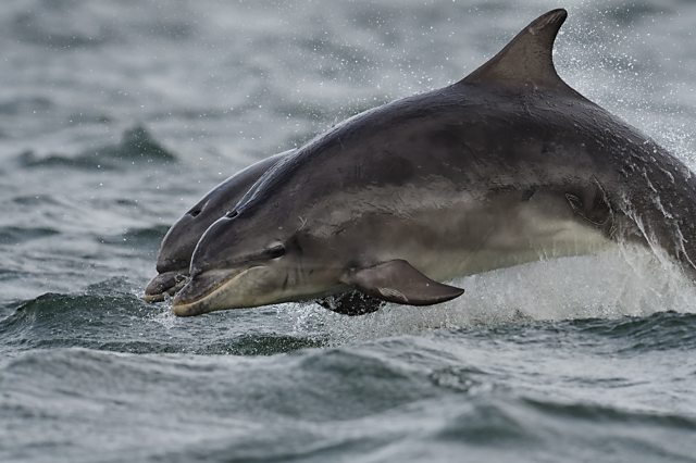 BBC Blogs - Springwatch - Eight delightful dolphin photos that'll ...