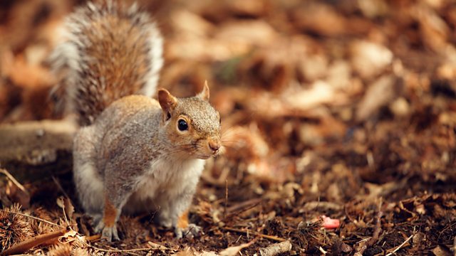 BBC Radio 4 - Radio 4 in Four - Eight reasons why we love robins