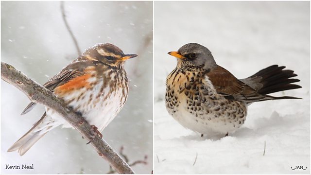BBC Blogs - Springwatch - Redwings and Fieldfares: The Winter Thrushes