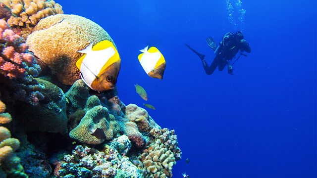 BBC One - Blue Planet II