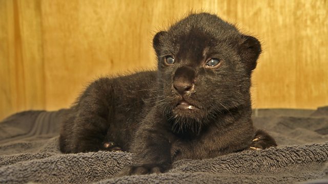BBC Two - Big Cats about the House - In pictures: Maya's early days