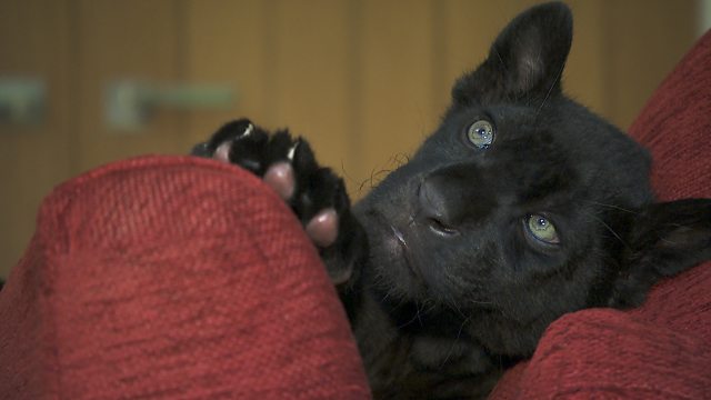 BBC Two - Big Cats about the House - In pictures: Willow and Maya