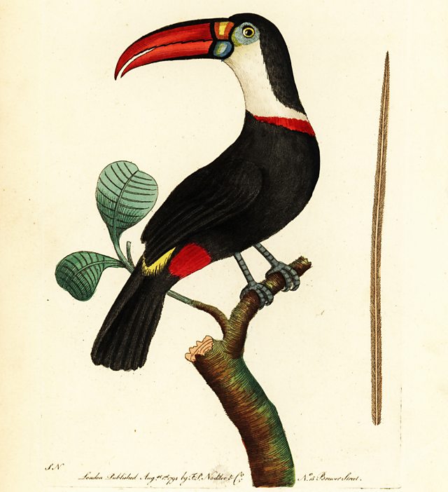 BBC Arts - BBC Arts - Wings of desire: The bird illustrations worth ...