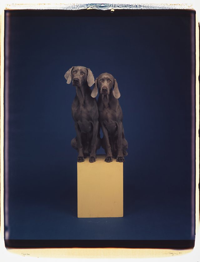 BBC Arts - BBC Arts - Pup art: Polaroids of William Wegman’s loyal ...